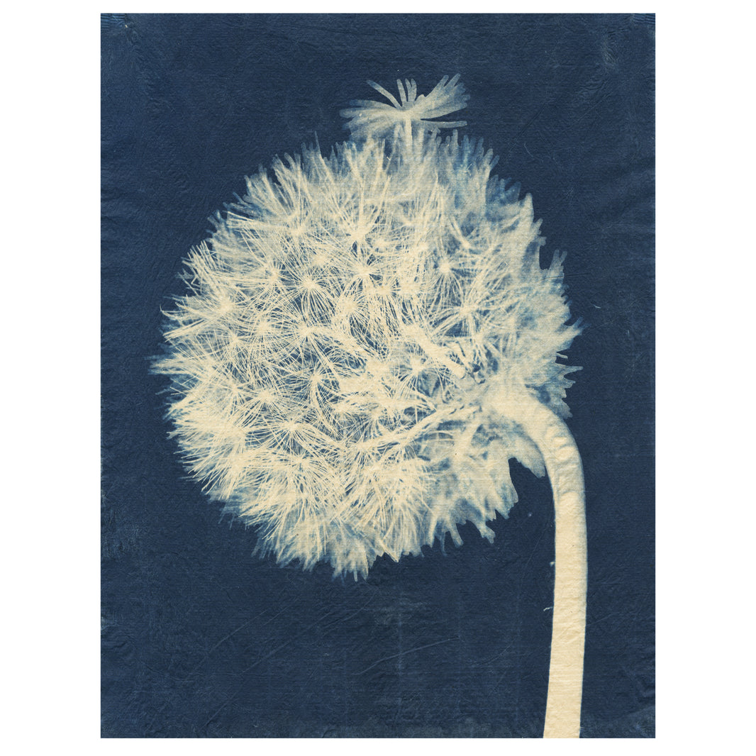 Sally Ayre – tagged "Cyanotype" – openstudioshop.ca