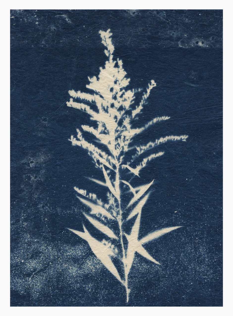 Sally Ayre – tagged "Cyanotype" – openstudioshop.ca